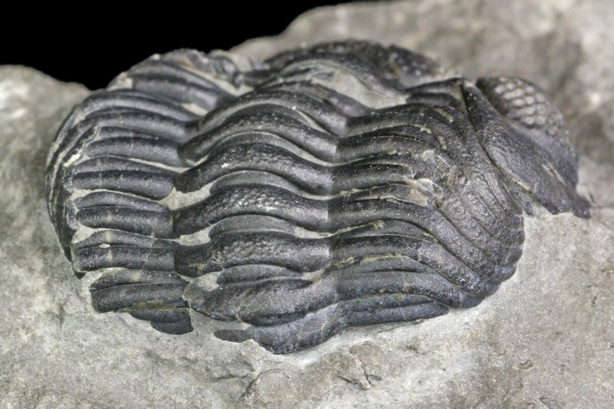 Bargain, .65" Eldredgeops Trilobite Fossil - New York (#138802) For ...