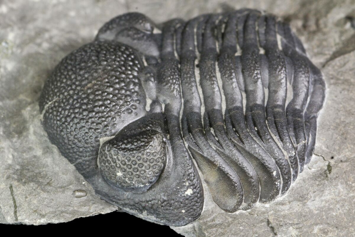 Bargain, .73" Eldredgeops Trilobite Fossil - New York (#138803) For ...