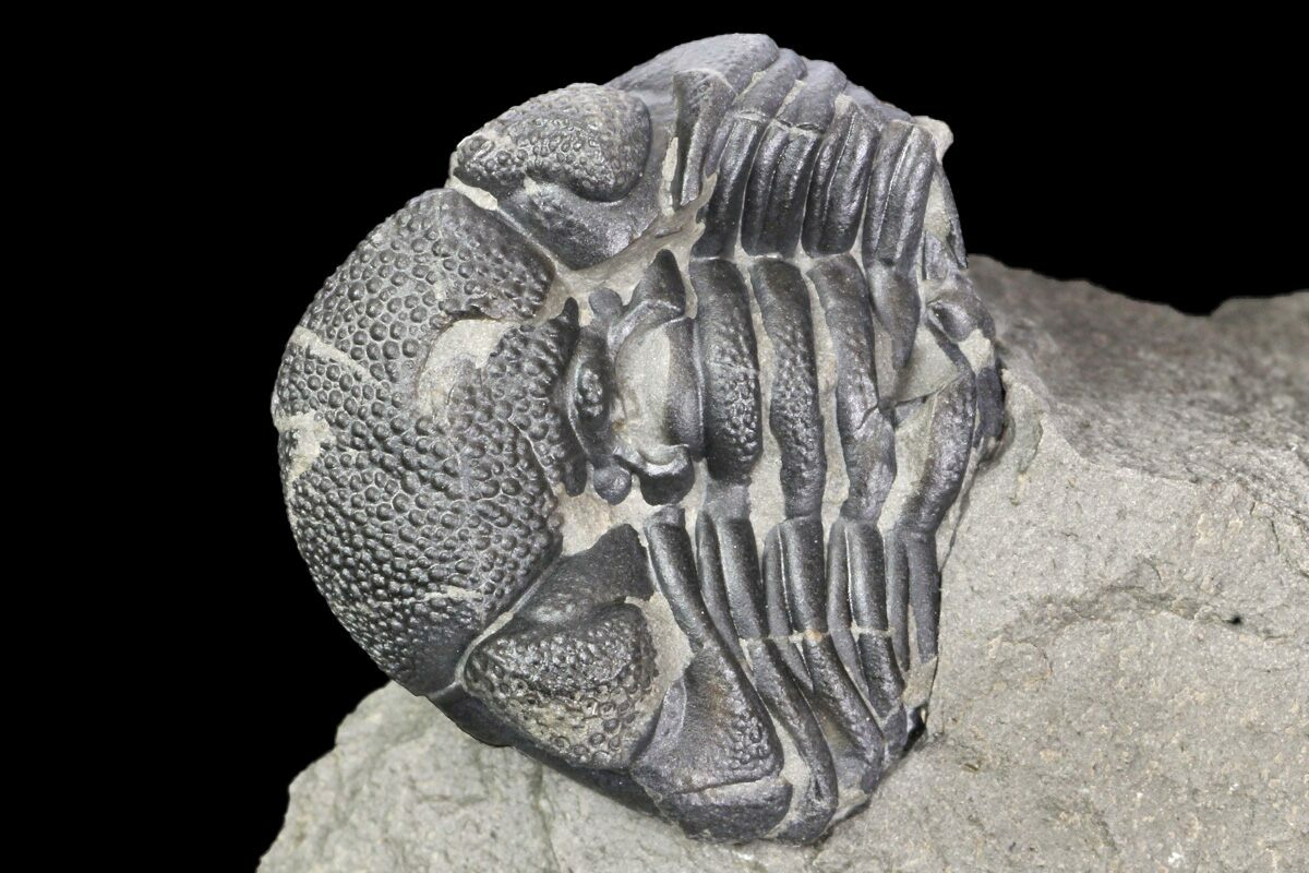 Bargain, .72" Eldredgeops Trilobite Fossil - New York (#138804) For ...