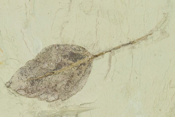 1.3" Miocene Fossil Leaf (Populus) - Augsburg, Germany (#139260) For ...