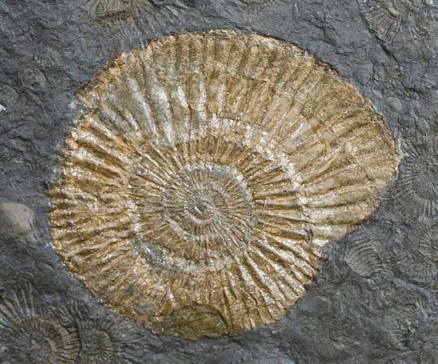 Multiple Plate Of Dactylioceras Ammonites (#9709) For Sale - FossilEra.com