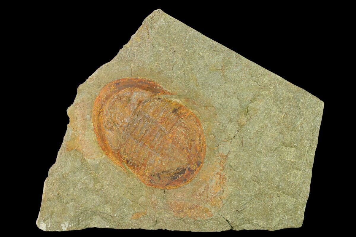 2.5" Orange, Ordovician Asaphellus Trilobite - Morocco (#140534) For ...