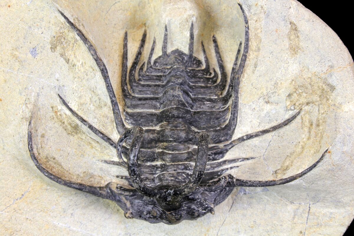 Bargain, 3.1" Dicranurus Trilobite - Atchana, Morocco (#140812) For ...