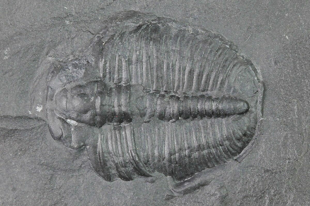 .89" Elrathia Trilobite Molt Fossil - House Range - Utah (#139699) For ...