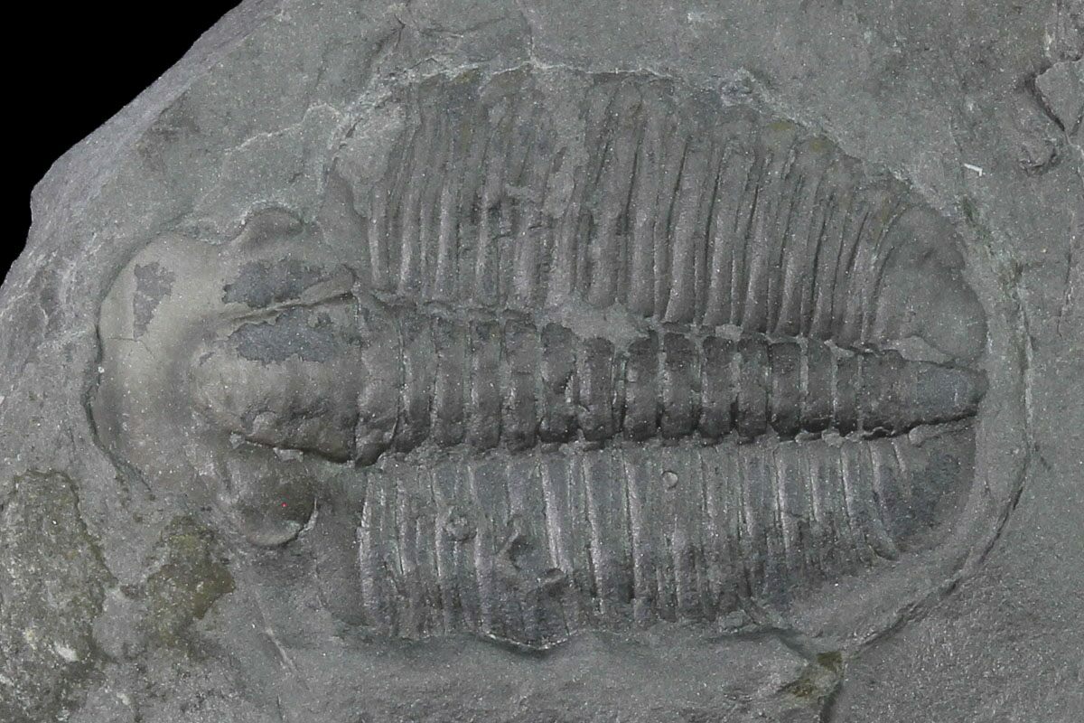 1.04" Elrathia Trilobite Molt Fossil - House Range - Utah (#139701) For ...