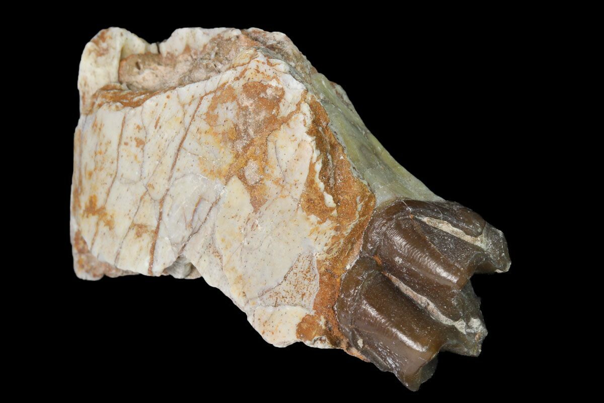 1.26" Fossil Horse (Mesohippus) Jaw Section - South Dakota For Sale ...