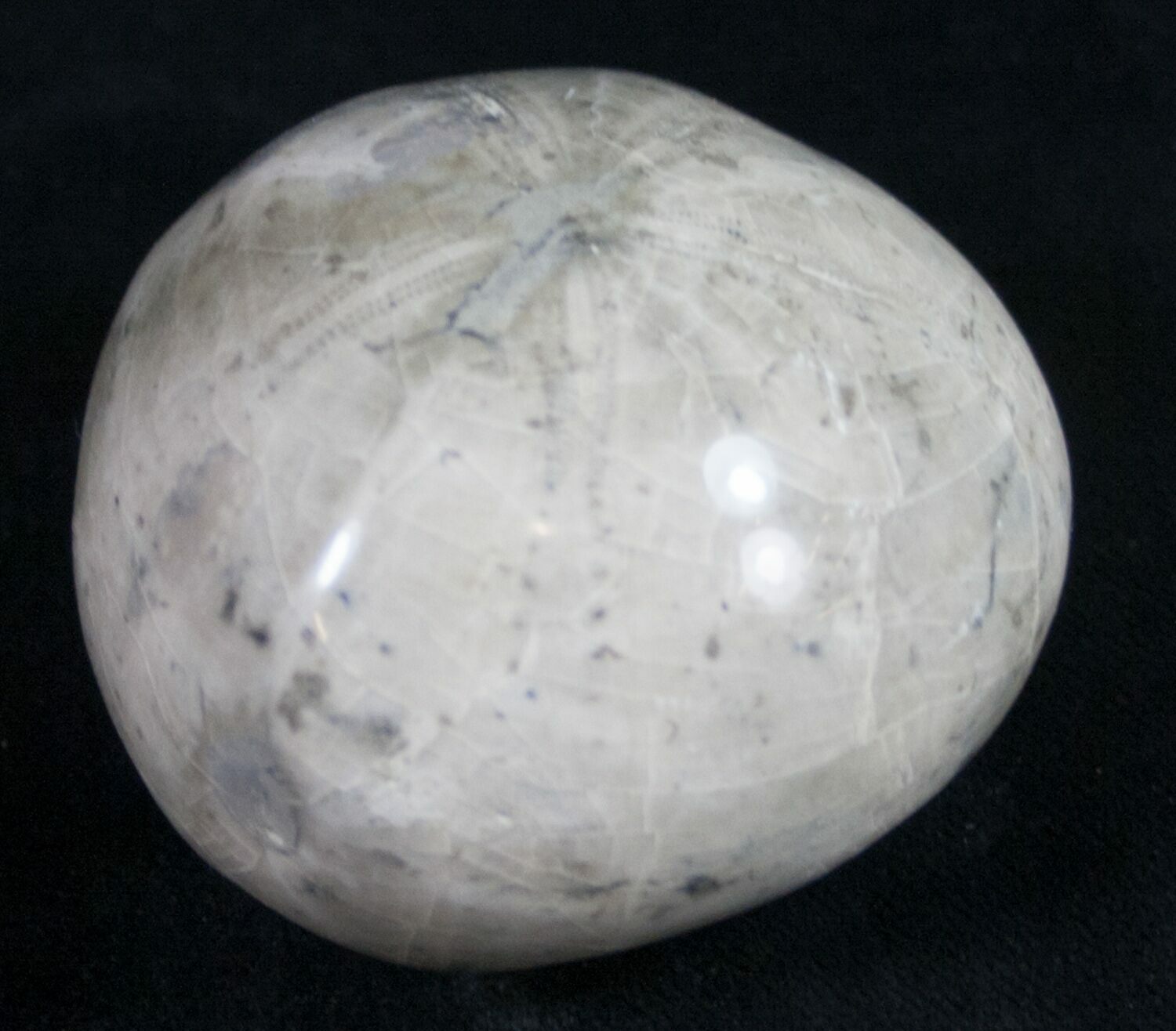 Polished Fossil Sea Urchin (Micraster) (#9789) For Sale - FossilEra.com
