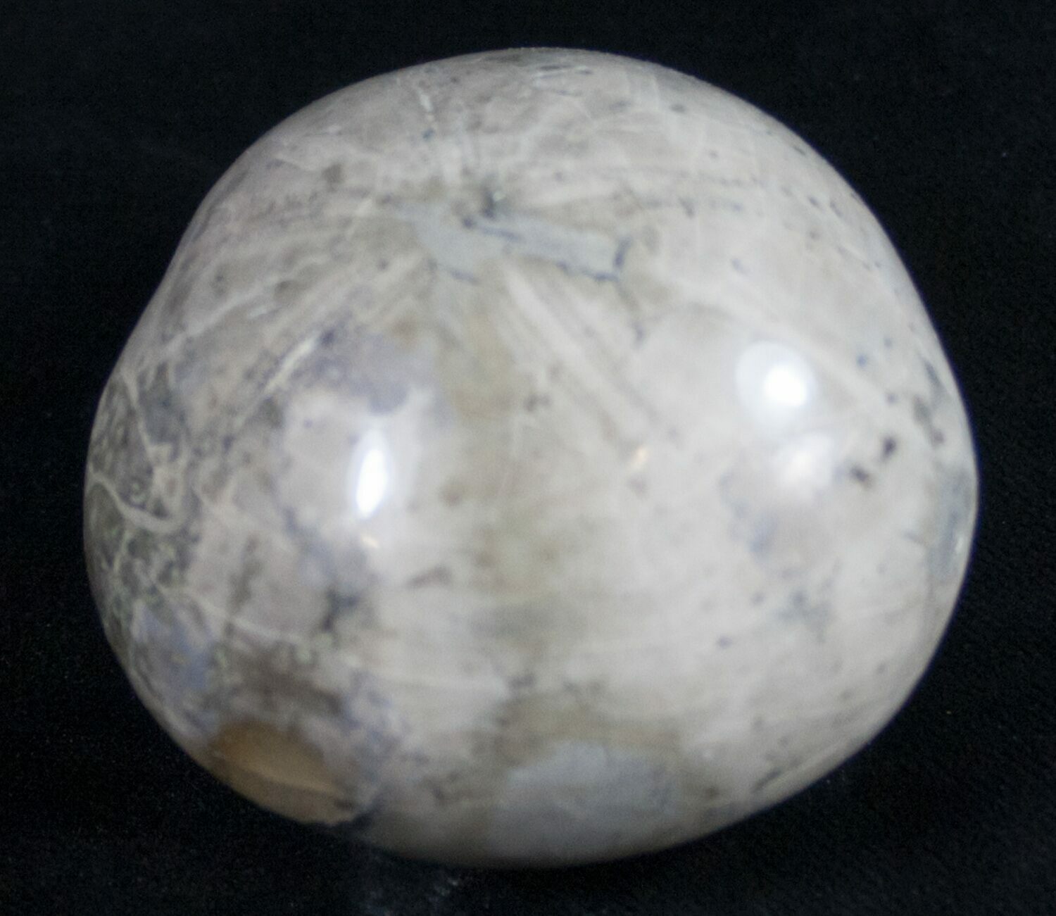 Polished Fossil Sea Urchin (Micraster) (#9789) For Sale - FossilEra.com