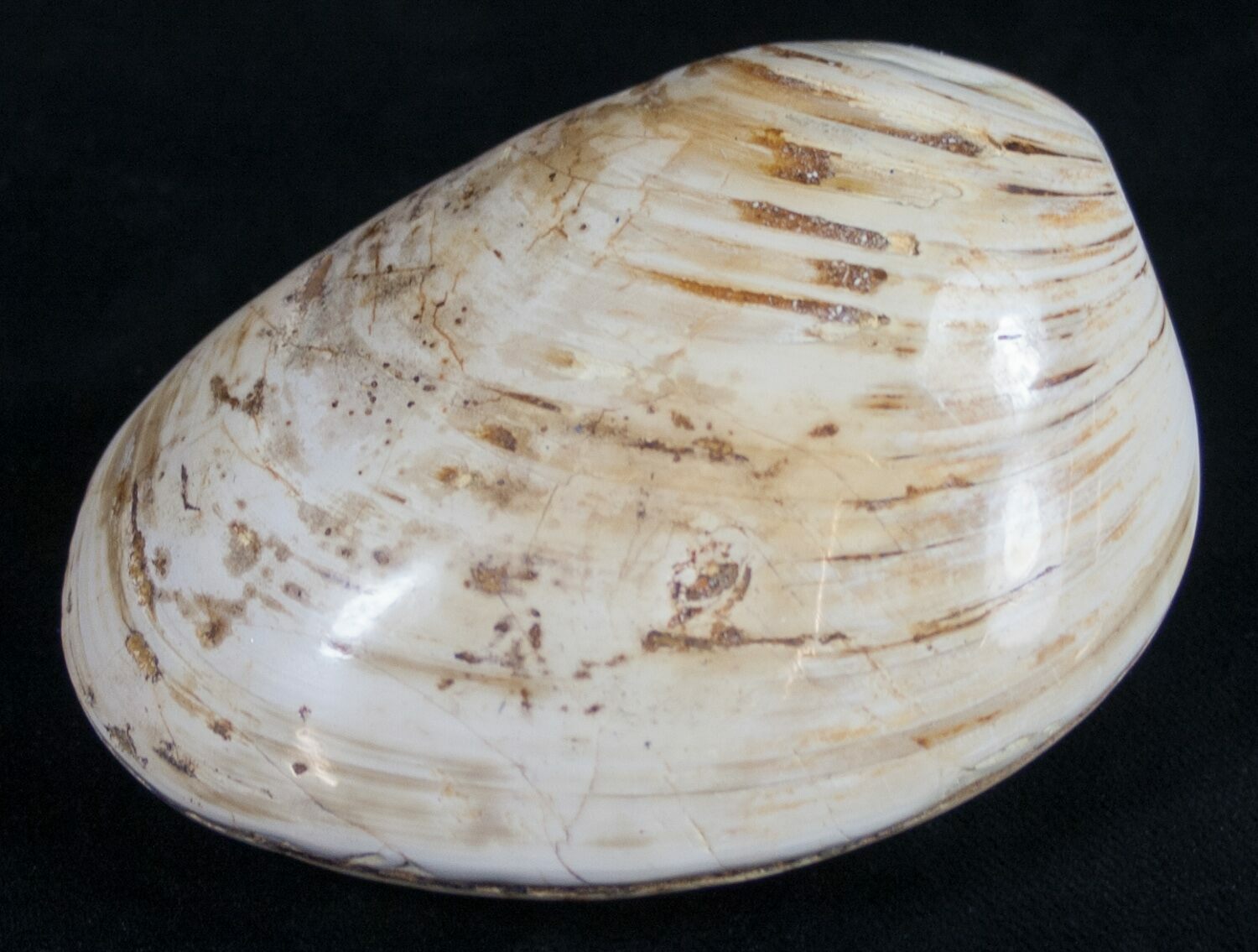 3.2" Wide Fossil Clam - Jurassic For Sale (#9796) - FossilEra.com