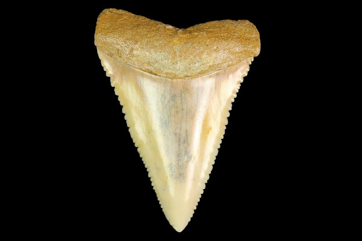 1.78" Serrated, Fossil Great White Shark (Carcharodon) Tooth (#142303 ...