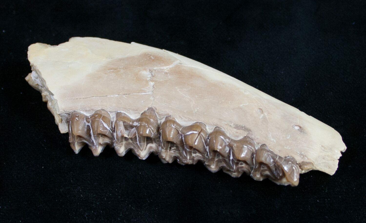 Oligocene Horse (Mesohippus) Jaw Section For Sale (#9848) - FossilEra.com