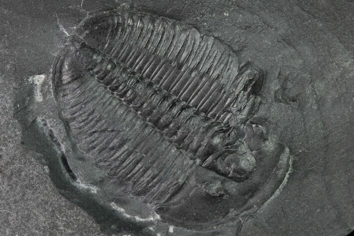 1.11" Elrathia Trilobite Molt Fossil - Utah - House Range (#140136) For ...