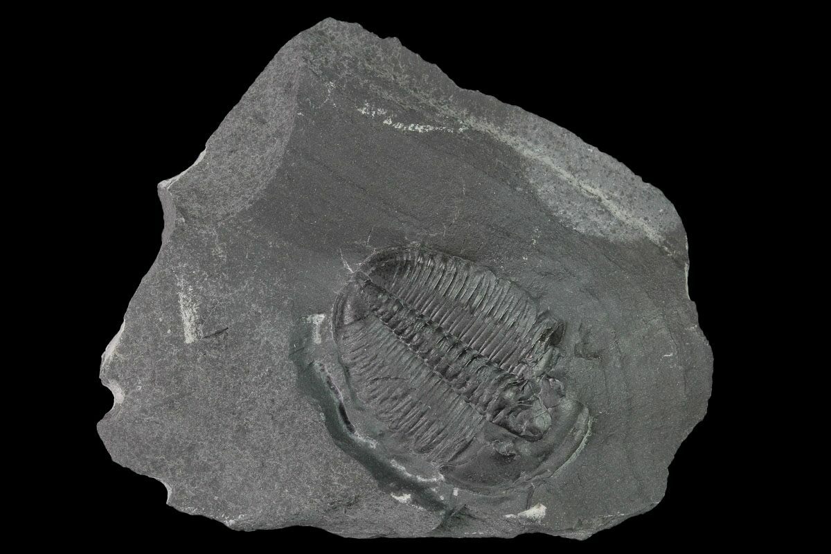 1.11" Elrathia Trilobite Molt Fossil - Utah - House Range (#140136) For ...