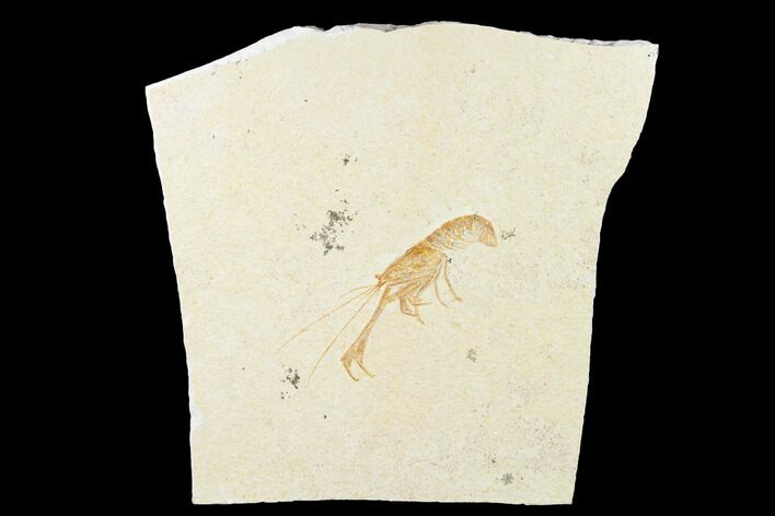 Large, 4.5" Fossil Lobster (Mecochirus) - Germany (#143793) For Sale ...