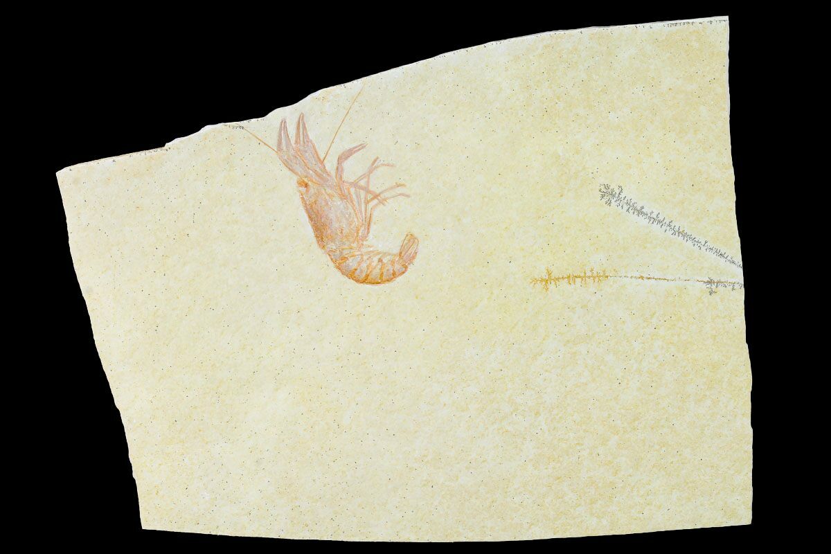 Bargain, 3" Fossil Lobster (Eryma) - Germany (#143794) For Sale ...