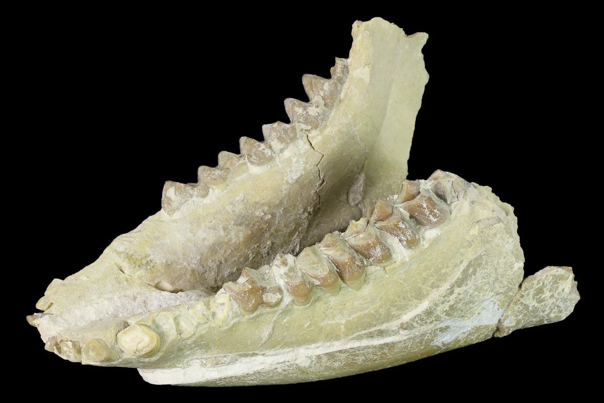 5.4" Fossil Oreodont (Merycoidodon) Mandible - Wyoming (#143852) For ...