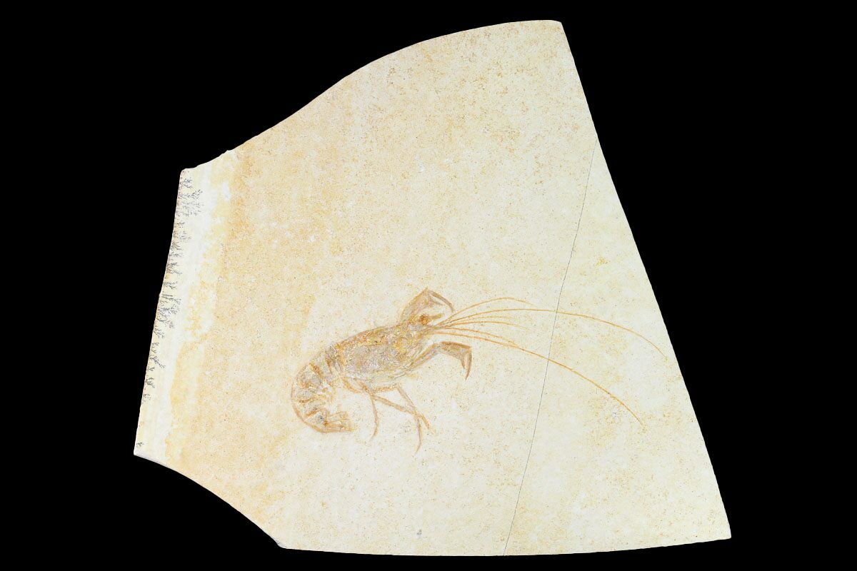 Bargain, 6.1" Fossil Lobster (Eryma) - Germany (#144815) For Sale ...