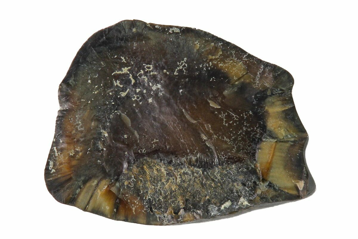 Bargain, .36" Fossil Nodosaur Tooth - Judith River Formation (#144883 ...