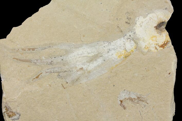 8" Cretaceous Octopus (Palaeoctopus) With Pos/Neg - Lebanon (#145230 ...