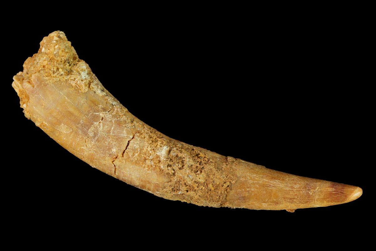 Bargain, 2.11" Fossil Pterosaur (Siroccopteryx) Tooth - Very Large ...