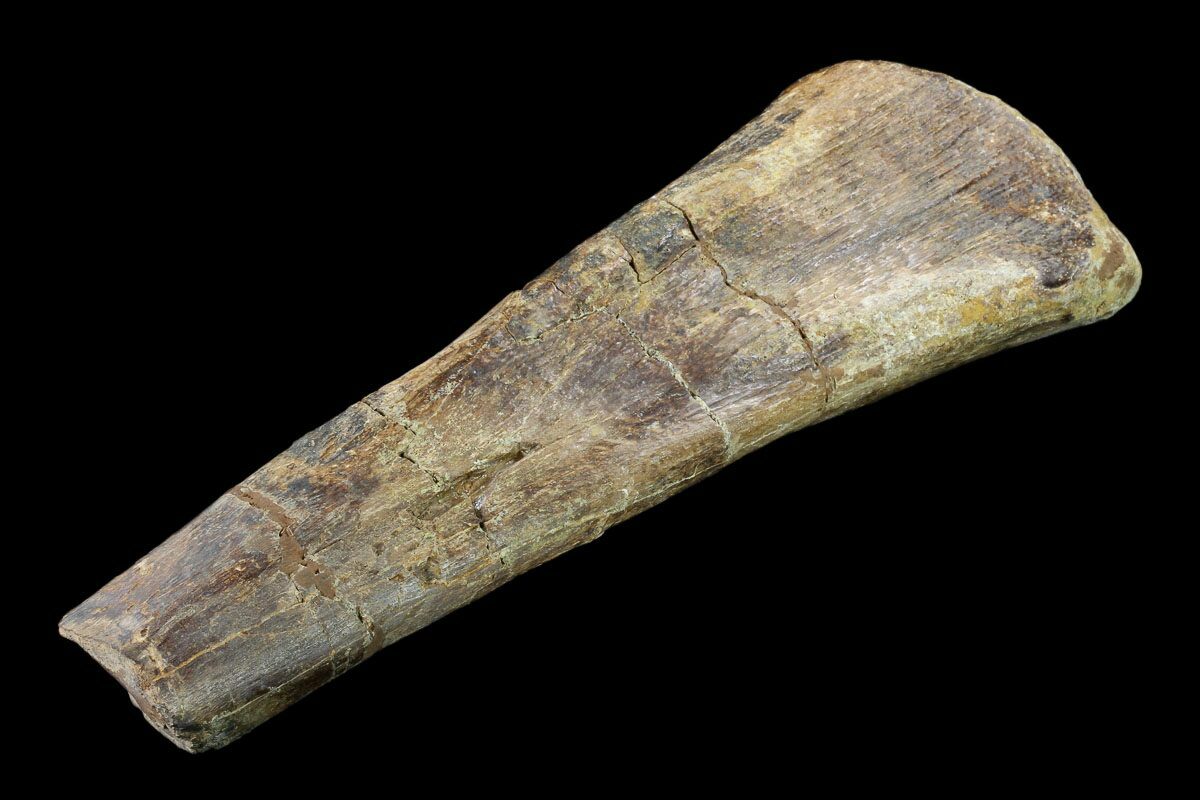 13.5" Hadrosaur (Edmontosaurus) Fibula Bone End - South Dakota (#145896 ...