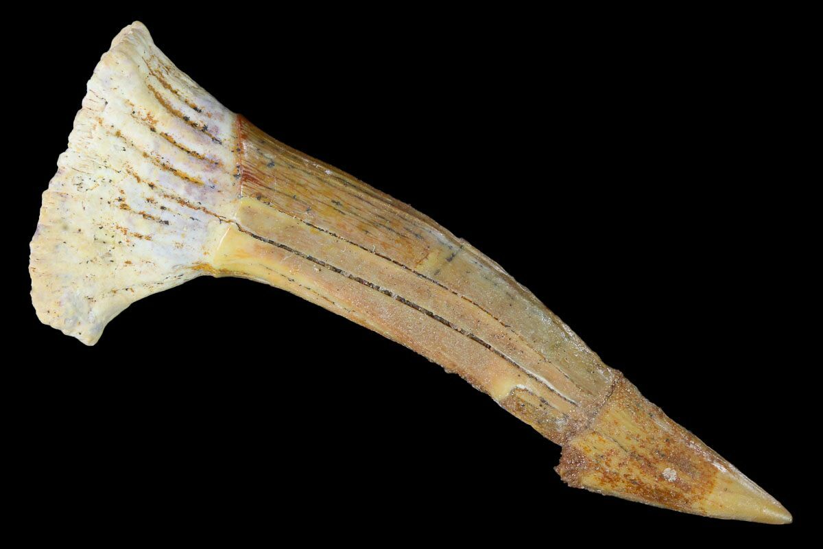 1.85" Fossil Sawfish (Onchopristis) Rostral Barb - Morocco For Sale ...