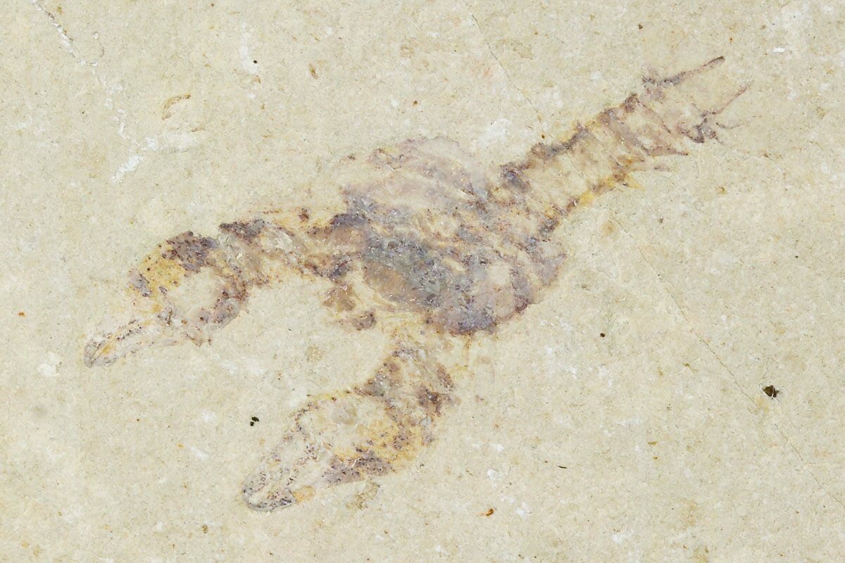 1.1" Cretaceous Lobster (Eryma) Fossil - Lebanon (#147145) For Sale ...