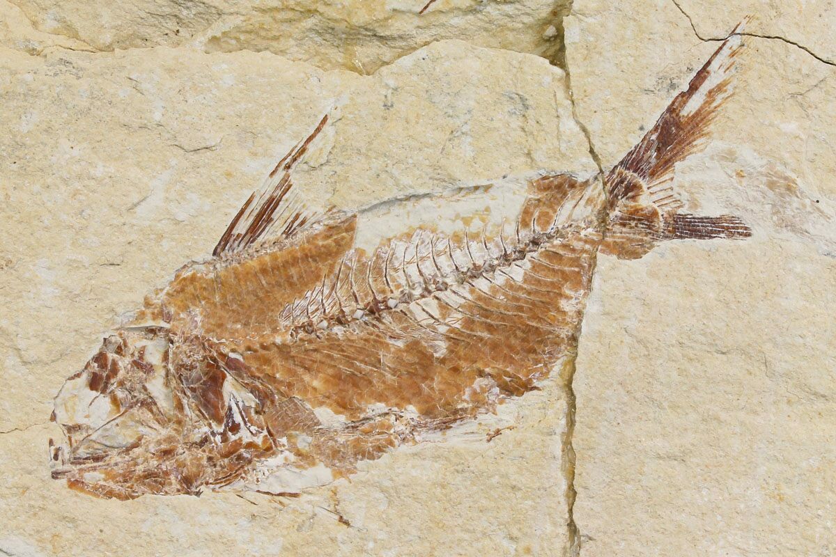 Bargain, 3.8" Cretaceous Fish (Nematonotus) Fossil - Lebanon (#147197 ...