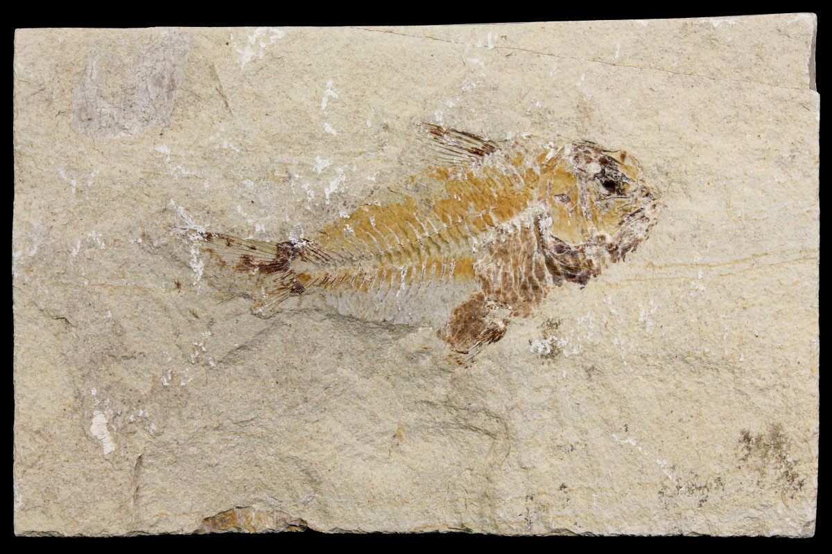 2.2" Cretaceous Fish (Nematonotus) Fossil - Lebanon (#147200) For Sale ...
