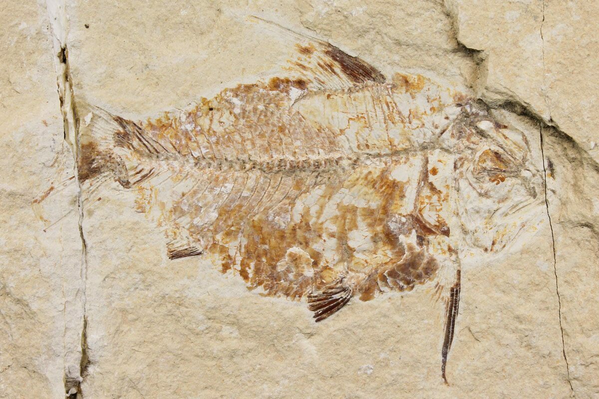 Bargain, 3.2" Cretaceous Fish (Nematonotus) Fossil - Lebanon (#147211 ...