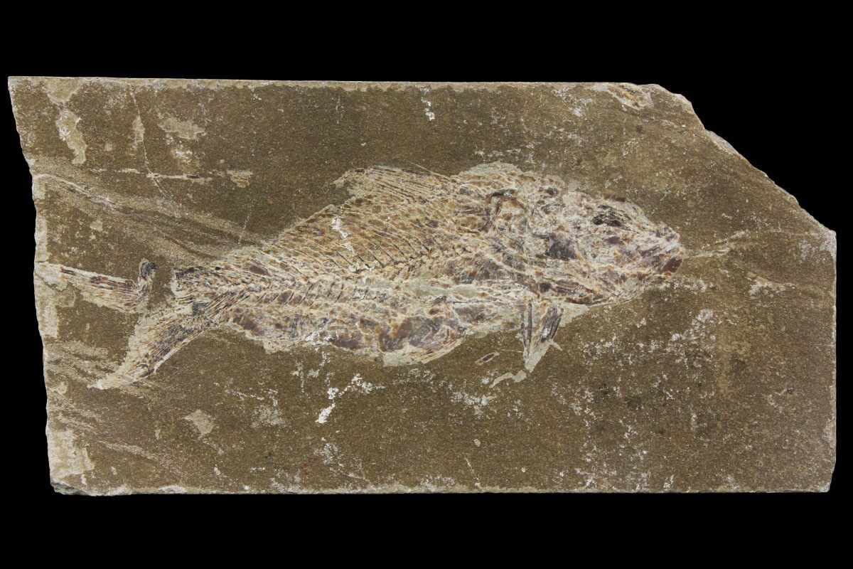 Bargain, 3.3" Cretaceous Fish (Nematonotus) Fossil - Lebanon (#147231 ...
