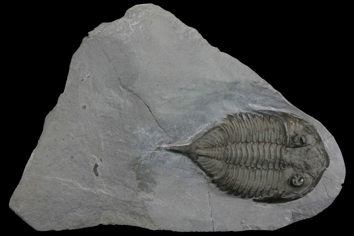 2.3" Dalmanites Trilobite Fossil - New York (#147265) For Sale ...