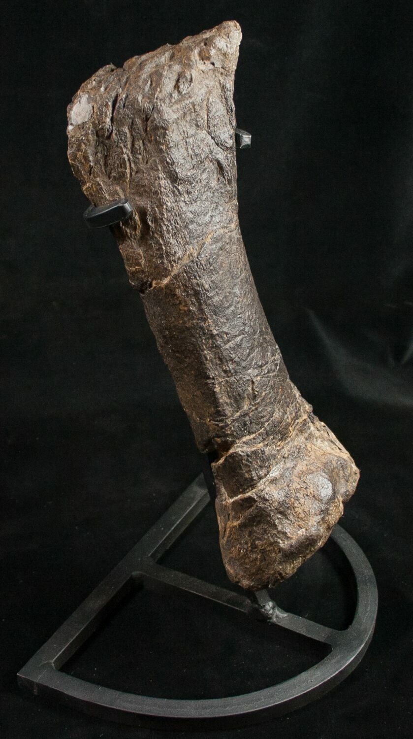 9" Sauropod (Diplodocus) Metatarsal - Dana Quarry (#10117) For Sale ...