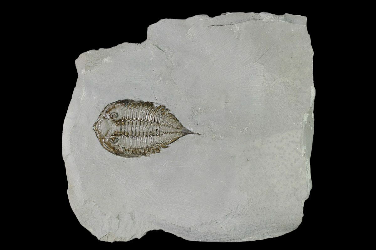 2.25" Dalmanites Trilobite Fossil - New York (#147319) For Sale ...