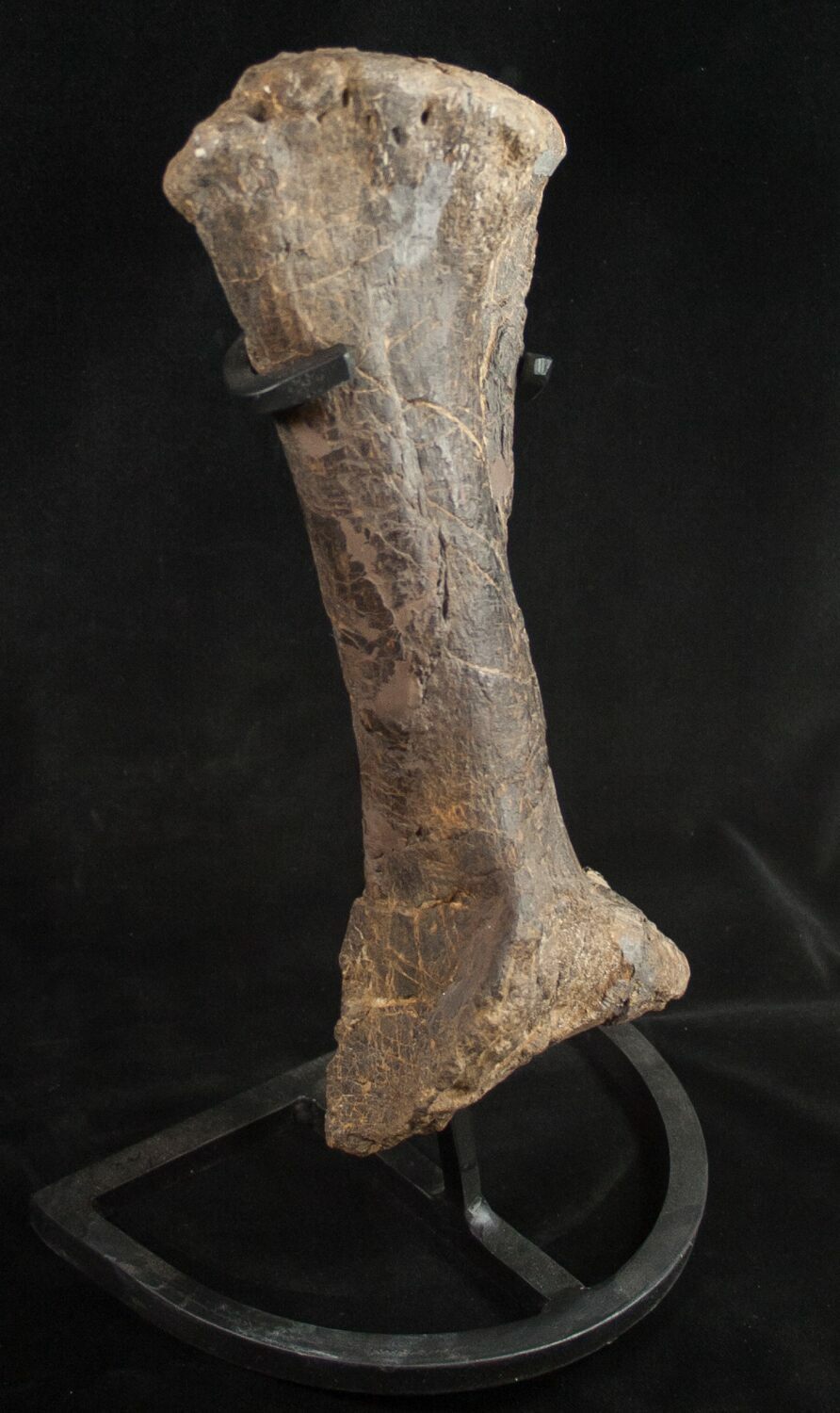 9.75" Sauropod (Diplodocus) Metatarsal - Dana Quarry (#10132) For Sale ...