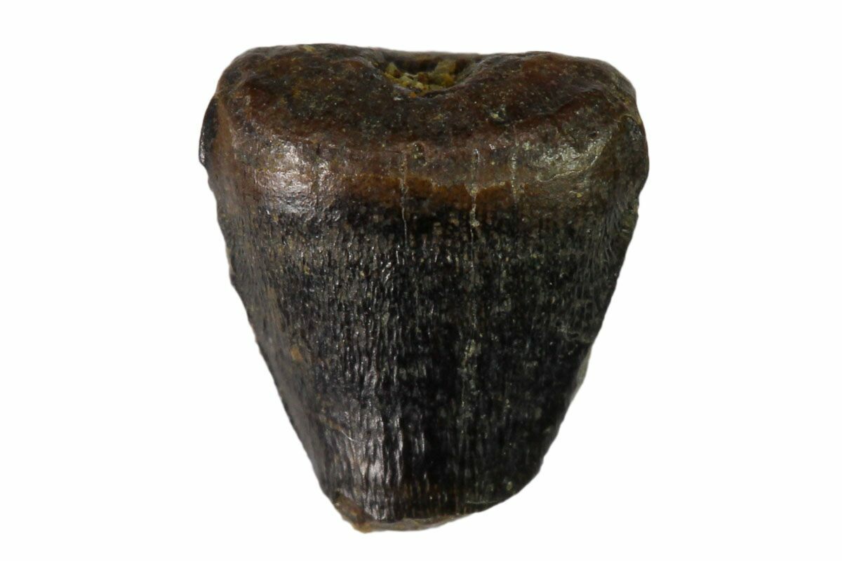 .22" Cretaceous Fossil Alligatoroid (Brachychampsa) Tooth - Wyoming ...