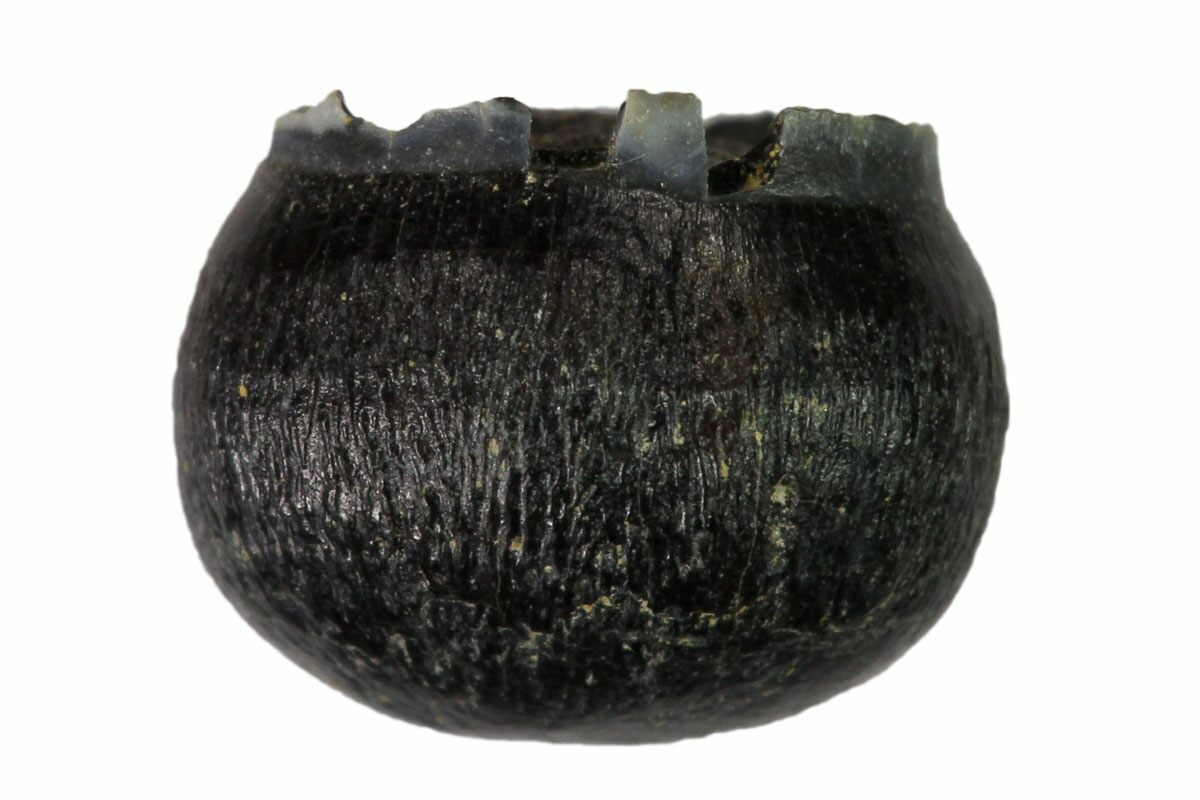 .28" Cretaceous Fossil Alligatoroid (Brachychampsa) Tooth - Wyoming ...