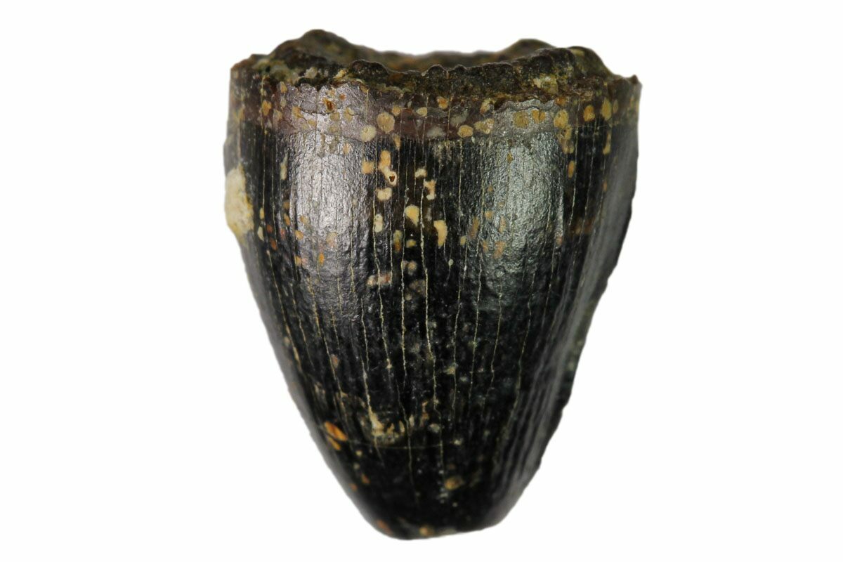 .41" Cretaceous Fossil Alligatoroid (Brachychampsa) Tooth - Wyoming ...