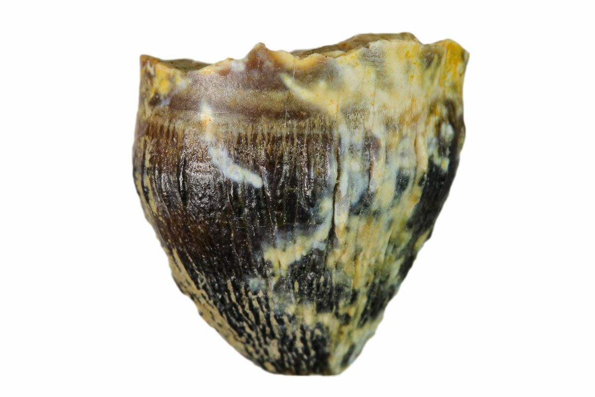 .5" Cretaceous Fossil Alligatoroid (Brachychampsa) Tooth - Wyoming ...