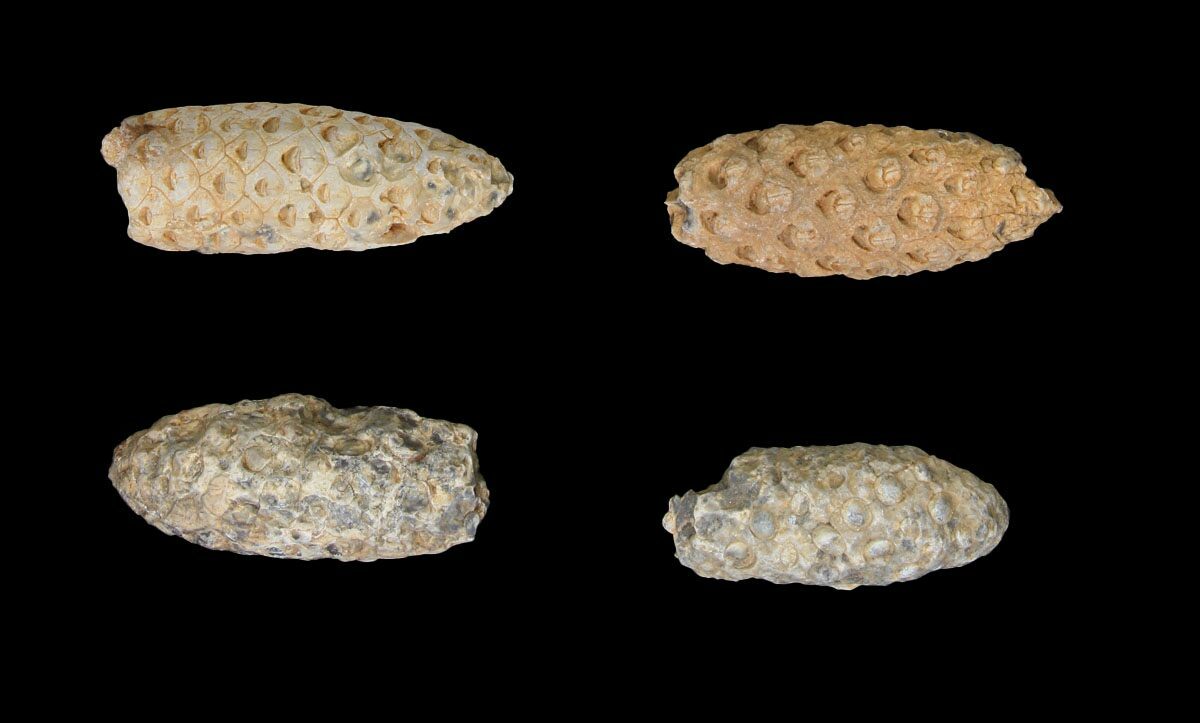 Lot: Fossil Seed Cones (Or Aggregate Fruits) - 10 Pieces (#148867) For ...