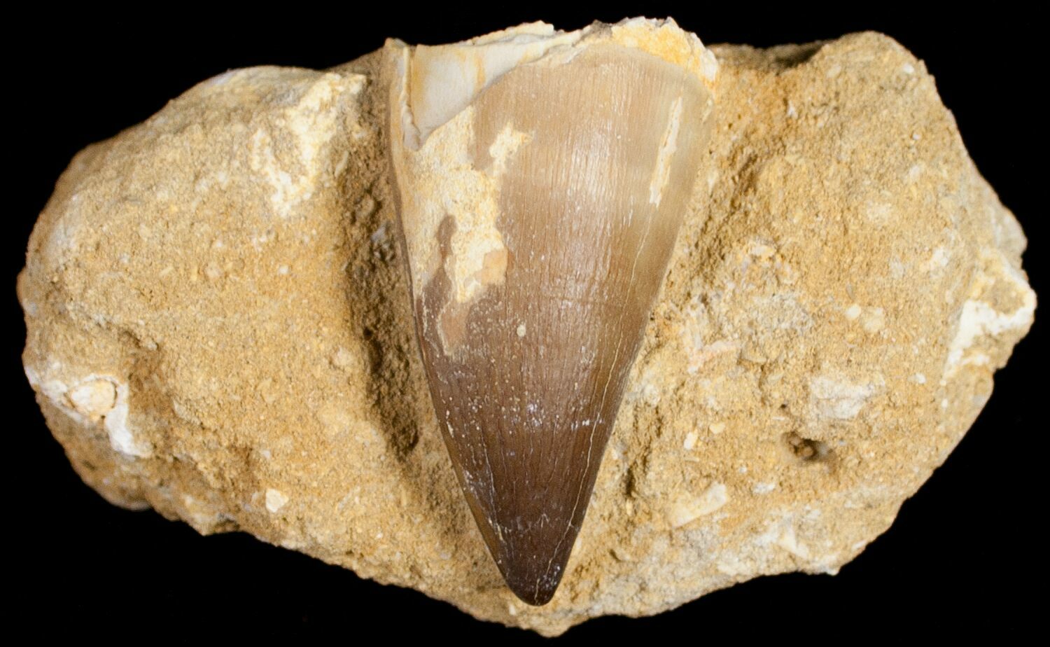 1.9" Long Mosasaur Tooth In Matrix (#10244) For Sale - FossilEra.com
