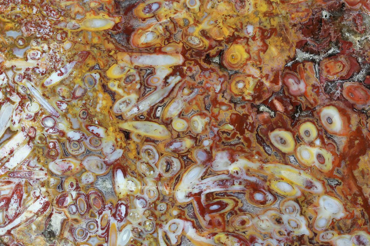 4.5" Colorful, Polished Petrified Palm Root - Indonesia (#149976) For ...