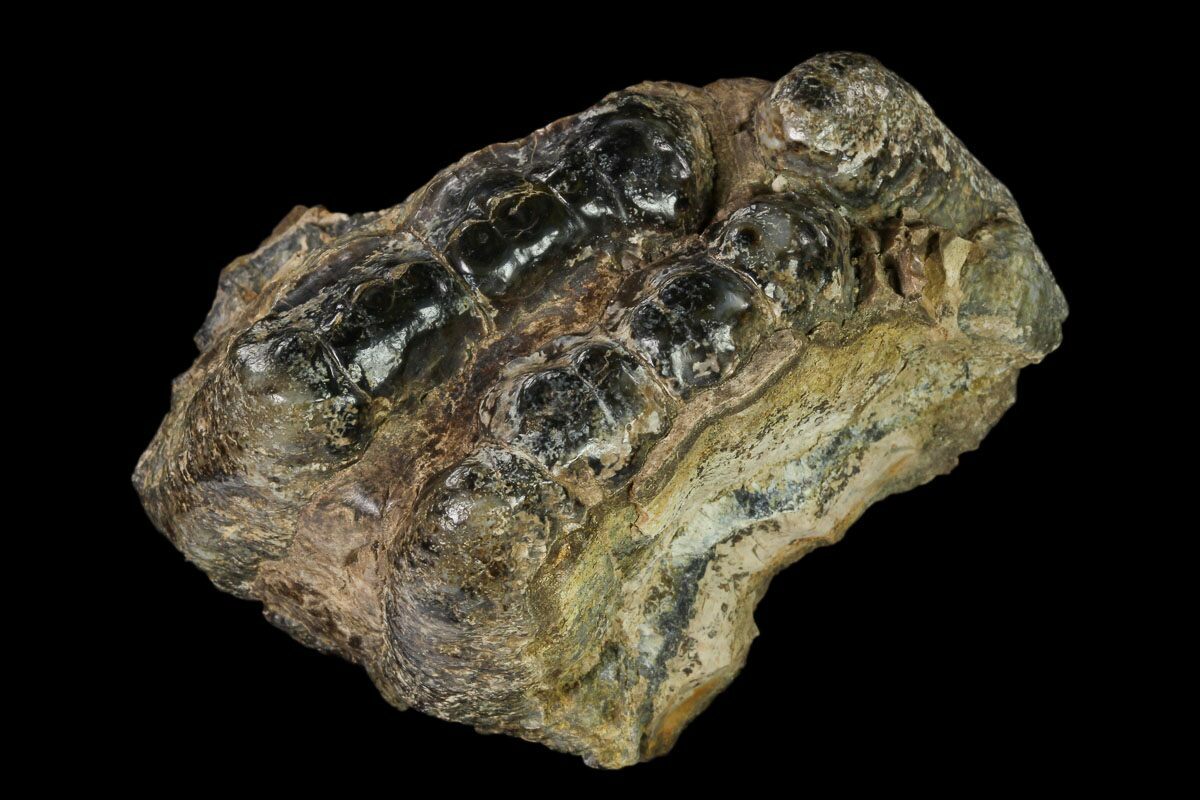 Bargain, 3.1" Partial, Fossil Stegodon Molar - Indonesia (#149734) For ...