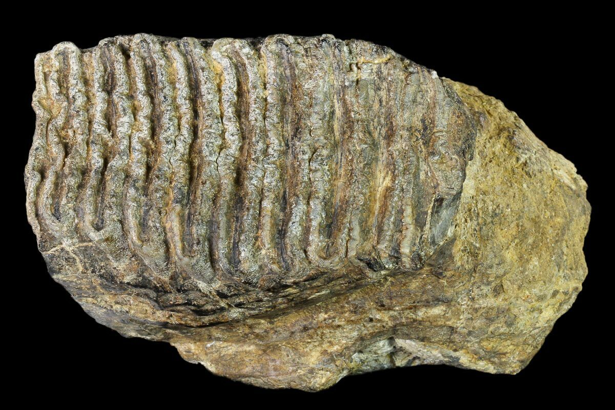 5.5" Partial, Fossil Stegodon Molar In Jaw Section - Indonesia (#149740 ...
