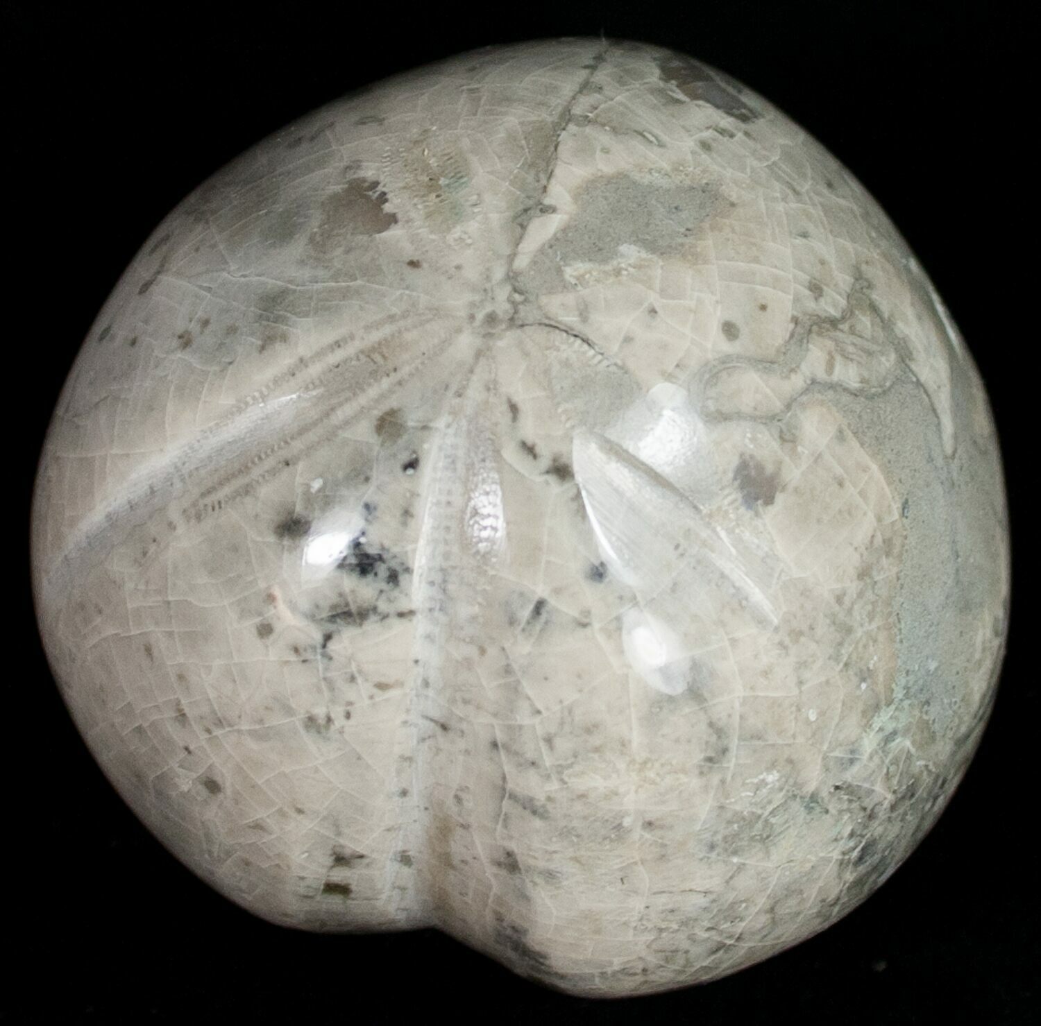 Polished Fossil Sea Urchin (Micraster) (#10279) For Sale - FossilEra.com