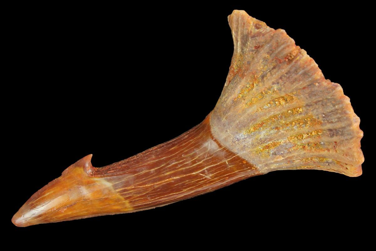 1.5" Fossil Sawfish (Onchopristis) Rostral Barb - Morocco For Sale ...