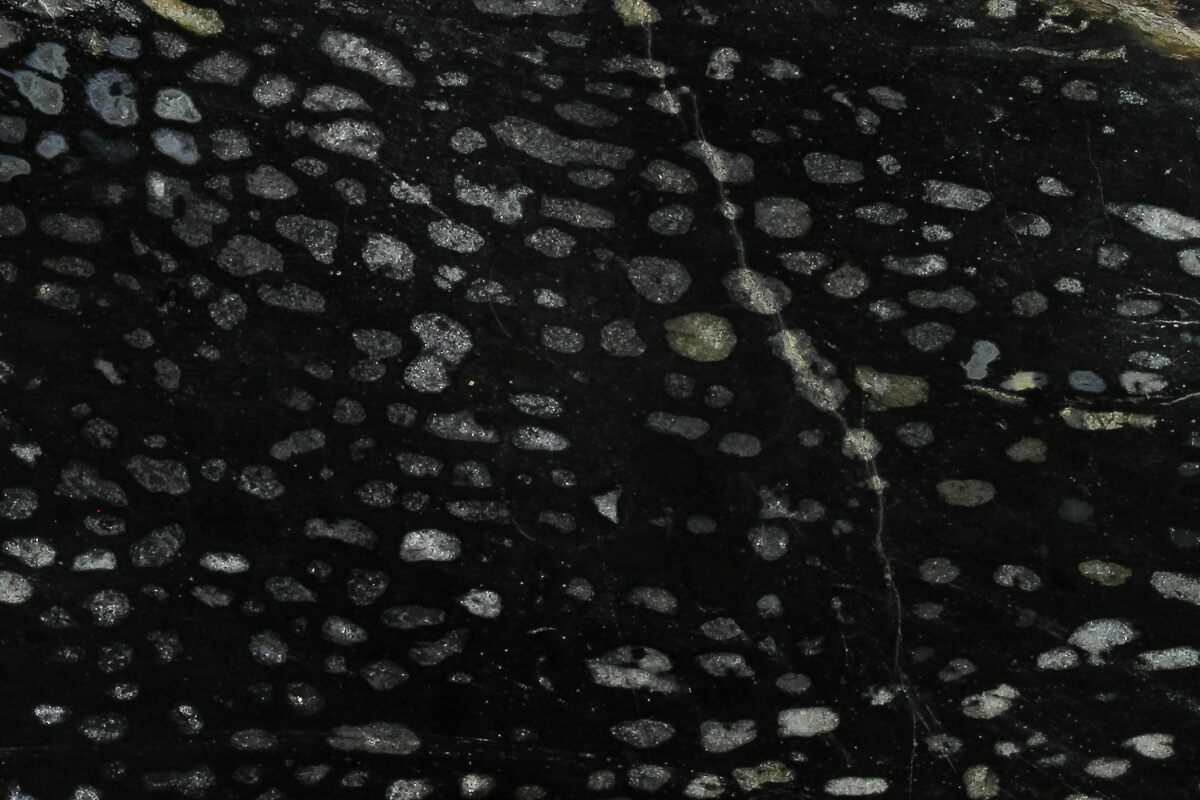 5.6" Polished, Black Petrified Palm Root Slab - Indonesia (#151960) For ...