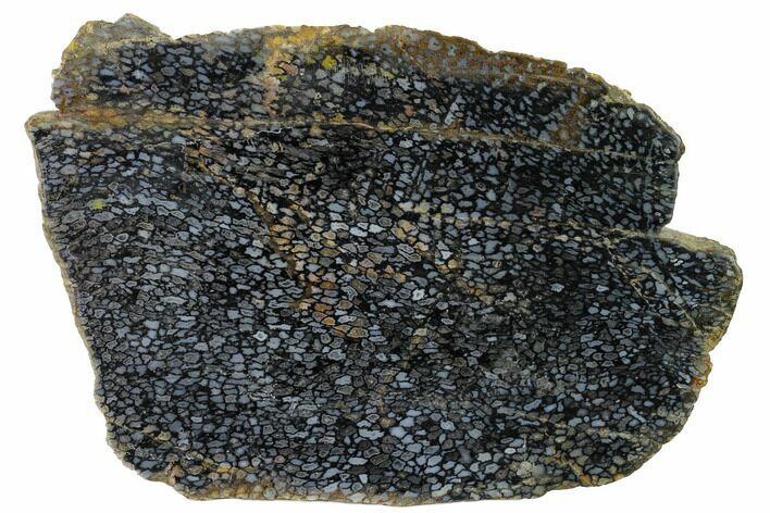 7.8" Polished, Black Petrified Palm Root Slab - Indonesia (#151998) For ...