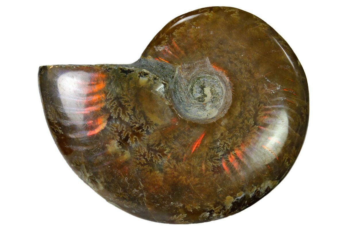 2.1" Red Flash Ammonite Fossil - Madagascar (#151632) For Sale ...
