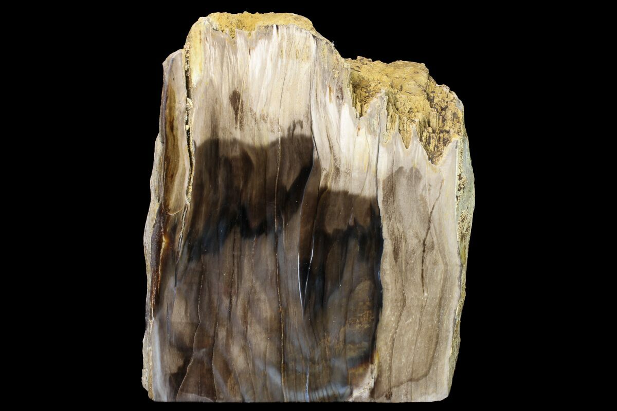 4.8" Polished, Petrified Dawn Redwood Stand Up - Oregon (#152390) For ...